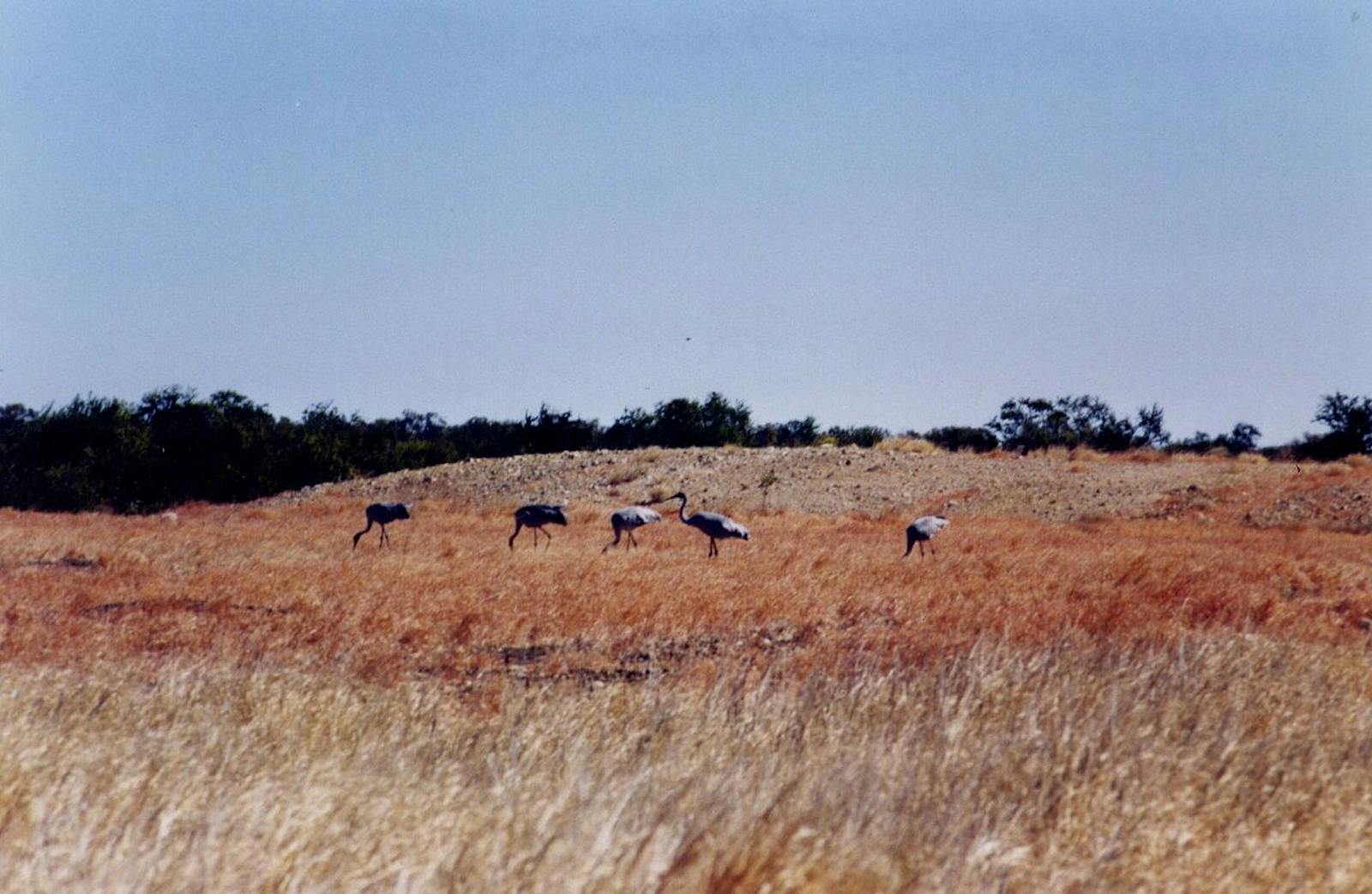 Mitchell Grass Downs | One Earth